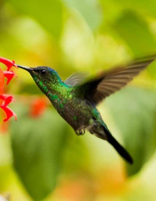 Nancy Louise Pirner – Rausch Funeral Homes